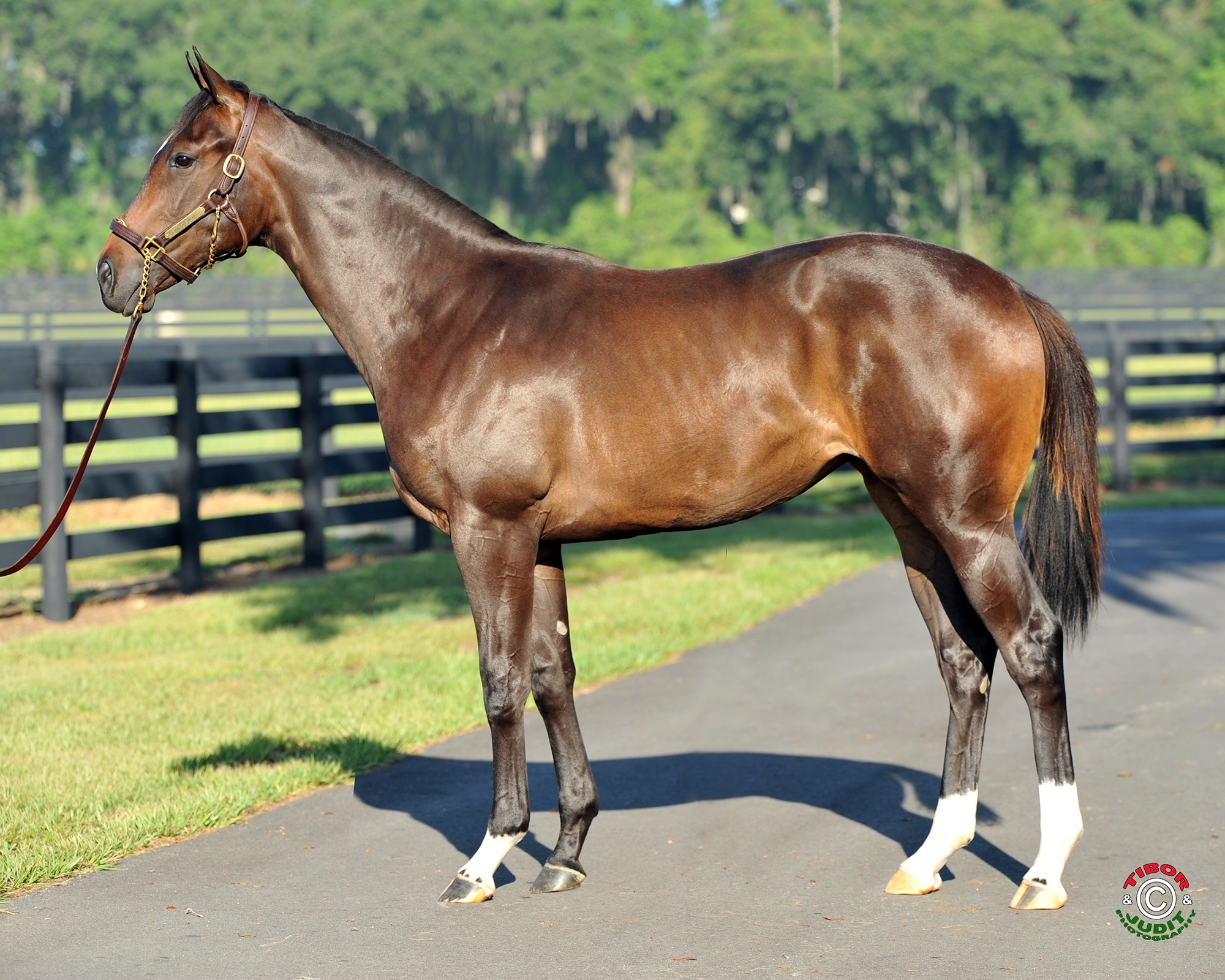 Dominance | Eclipse Thoroughbred Partners