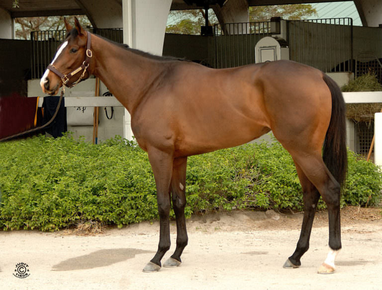 In Lingerie | Eclipse Thoroughbred Partners