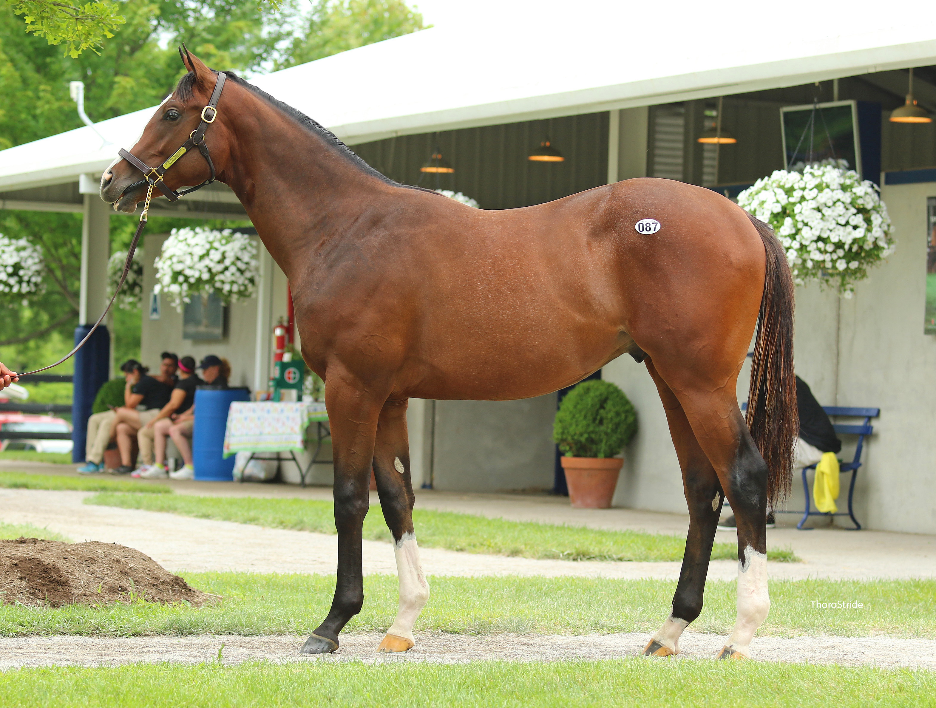 Firm | Eclipse Thoroughbred Partners