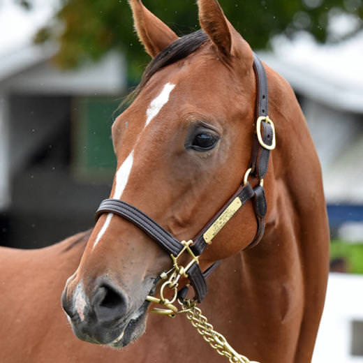 Home | Eclipse Thoroughbred Partners