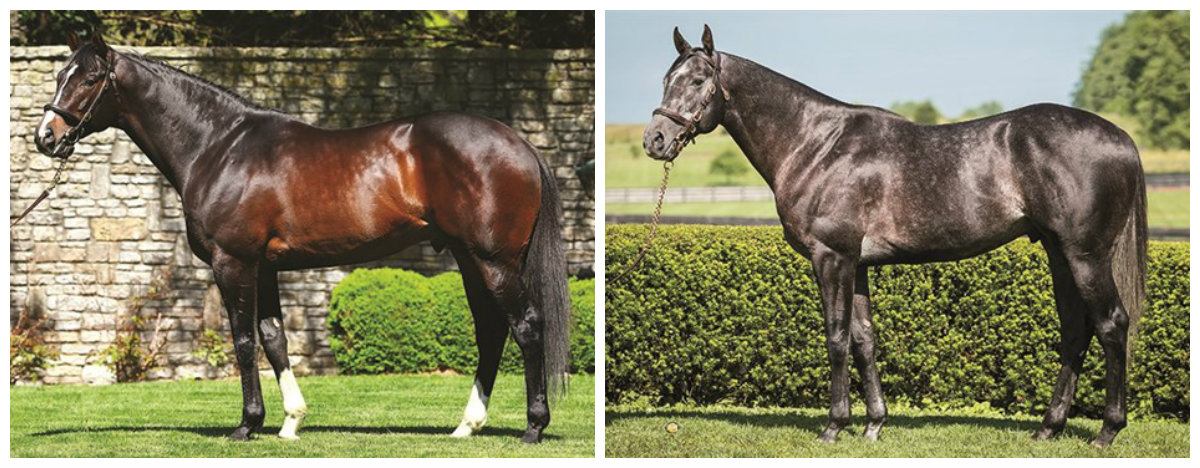 Q&A: Eclipse’s Aron Wellman Talks 2yo Sales | Eclipse Thoroughbred Partners