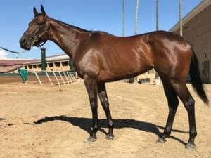 Miss Voluptuous | Eclipse Thoroughbred Partners