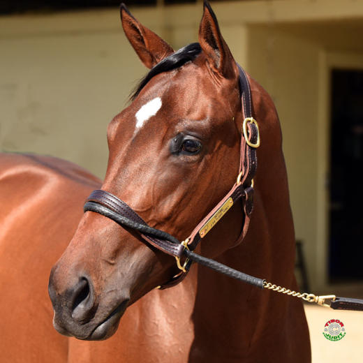 Home | Eclipse Thoroughbred Partners