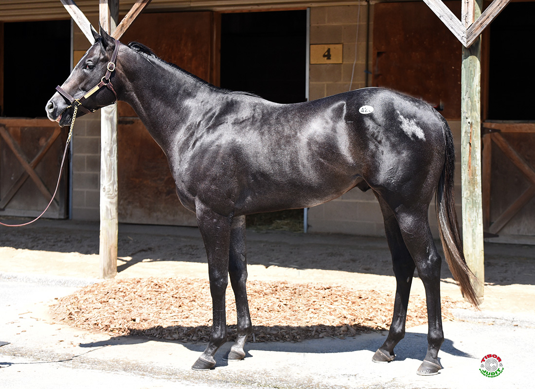 Epitomize | Eclipse Thoroughbred Partners