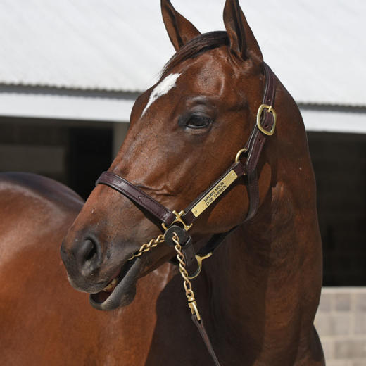 Home | Eclipse Thoroughbred Partners