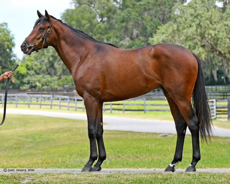 Honorable | Eclipse Thoroughbred Partners