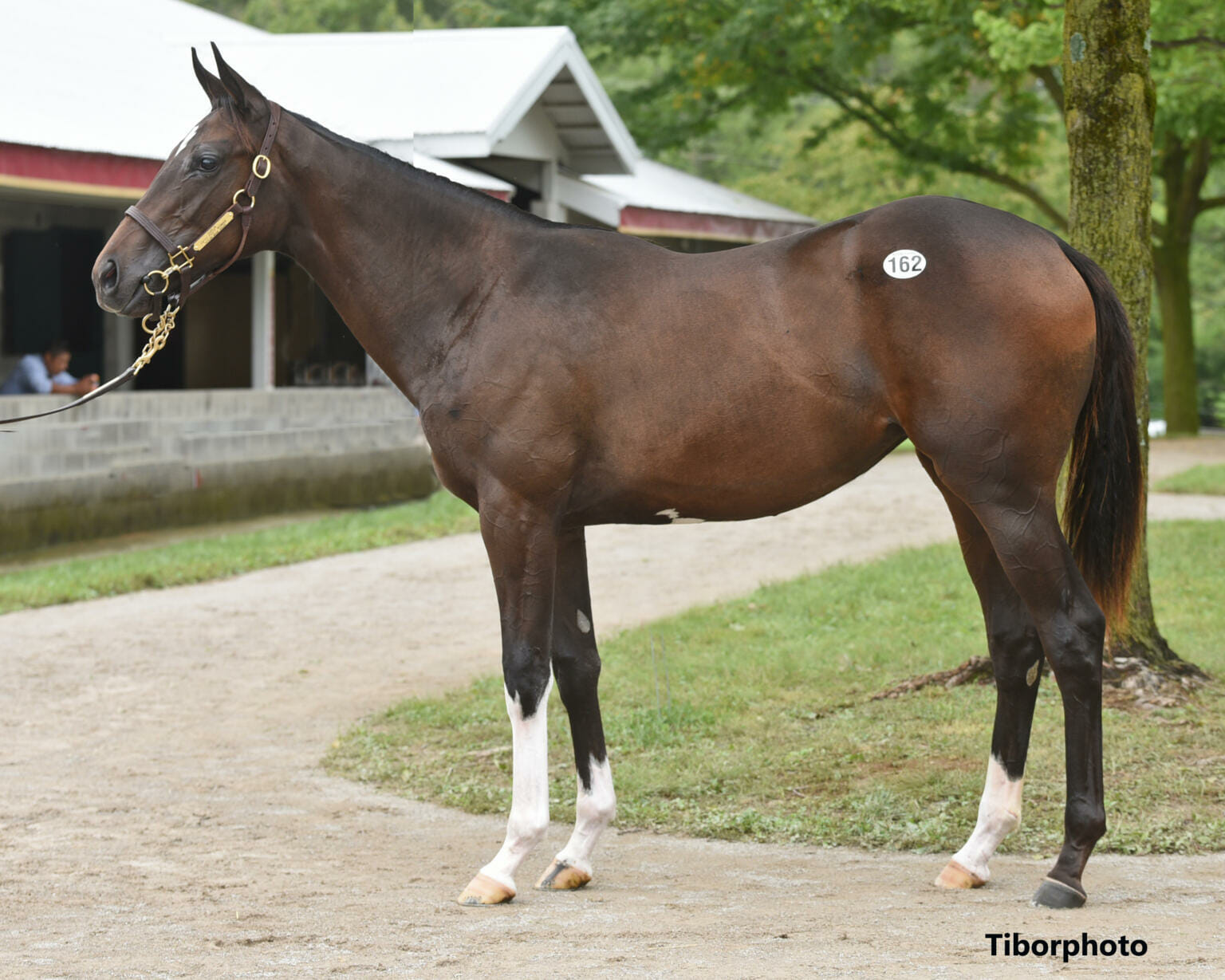 Curlin's Coleen | Eclipse Thoroughbred Partners