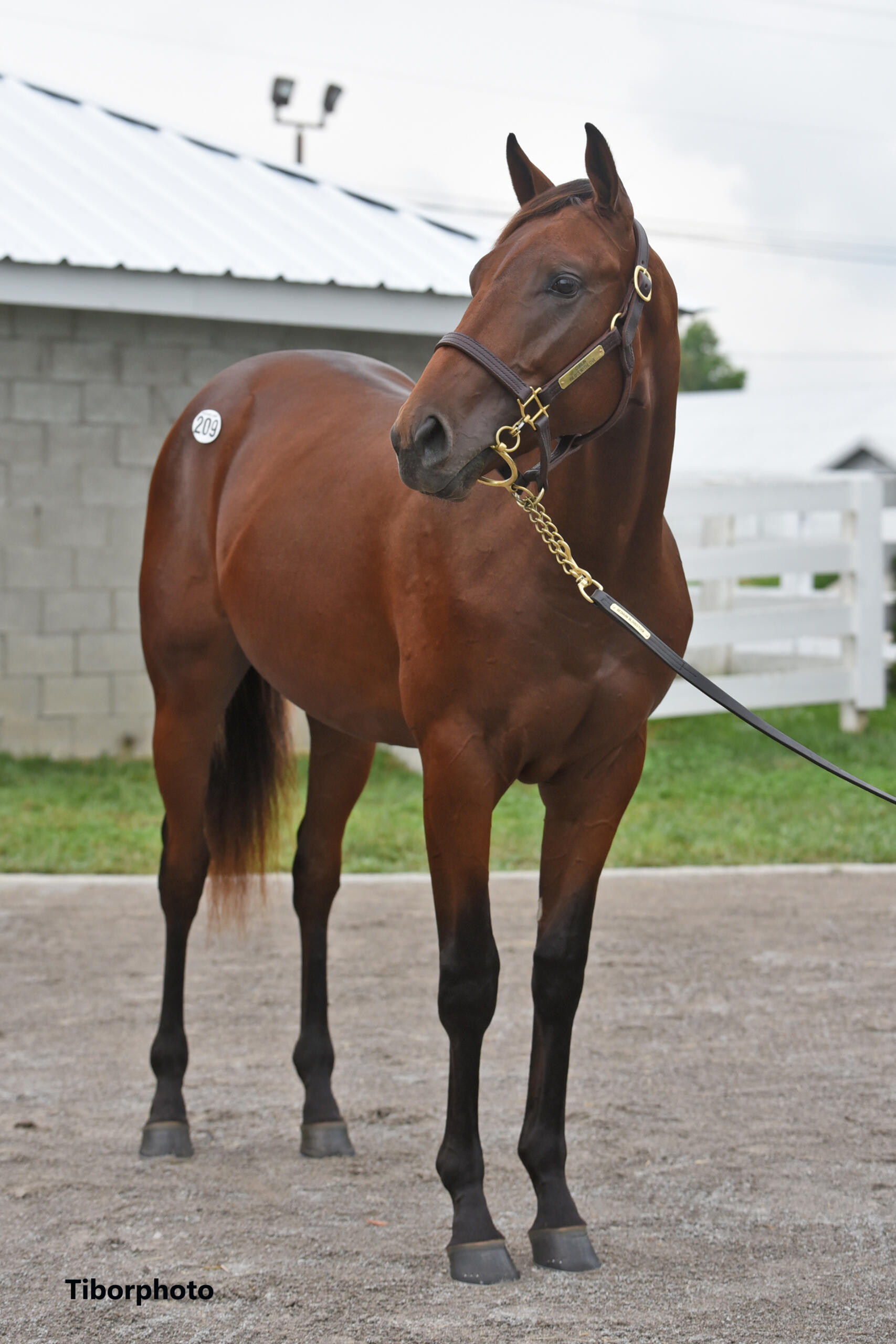 Multimedia | Eclipse Thoroughbred Partners