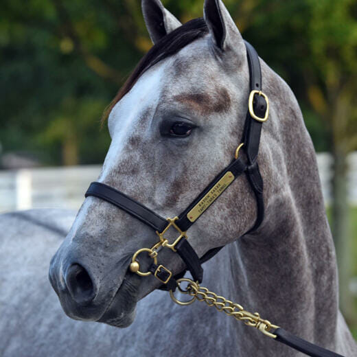 Home | Eclipse Thoroughbred Partners