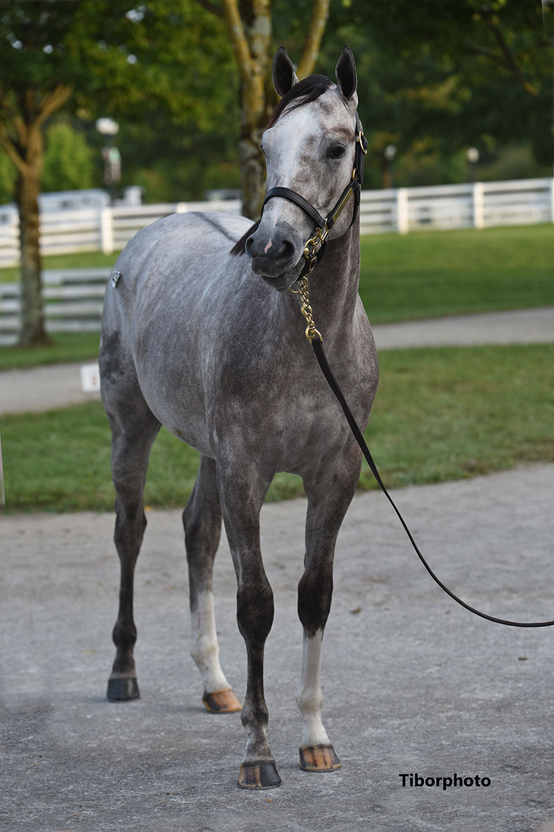 Capensis | Eclipse Thoroughbred Partners