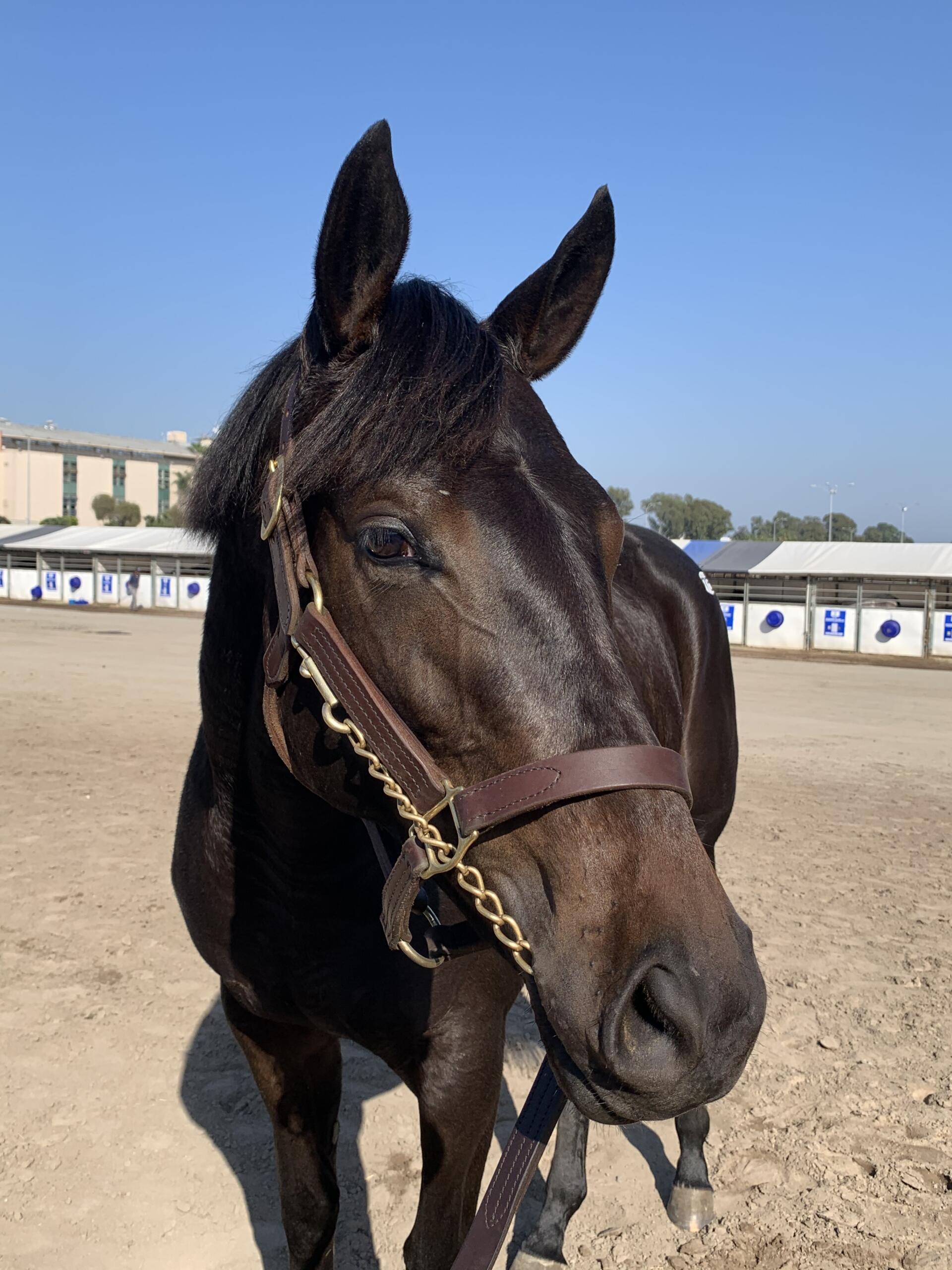 Home | Eclipse Thoroughbred Partners