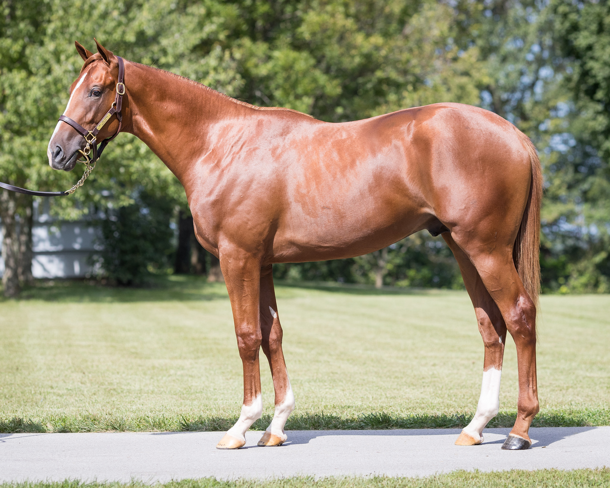 Abaan | Eclipse Thoroughbred Partners