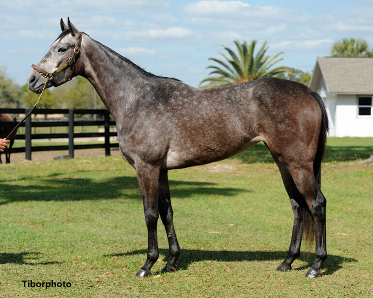 Easter Chocolate | Eclipse Thoroughbred Partners