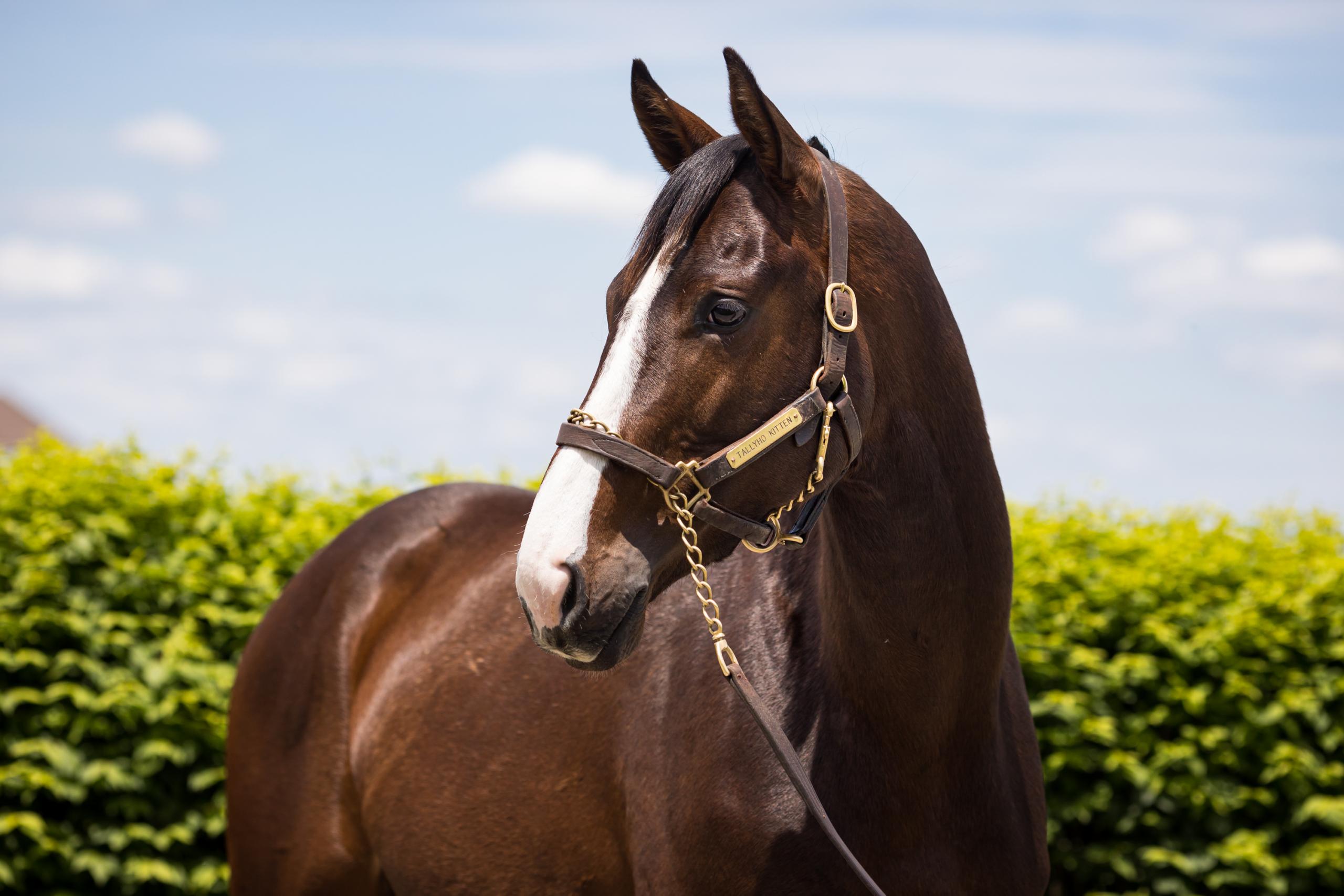 Home | Eclipse Thoroughbred Partners