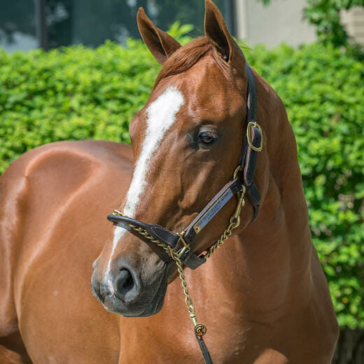 Home | Eclipse Thoroughbred Partners