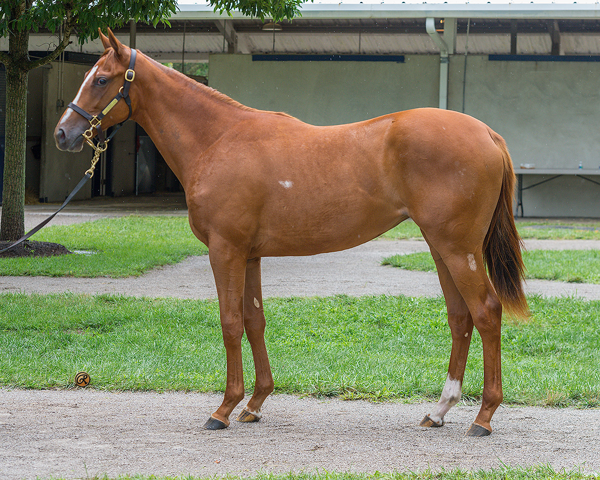 Multimedia | Eclipse Thoroughbred Partners