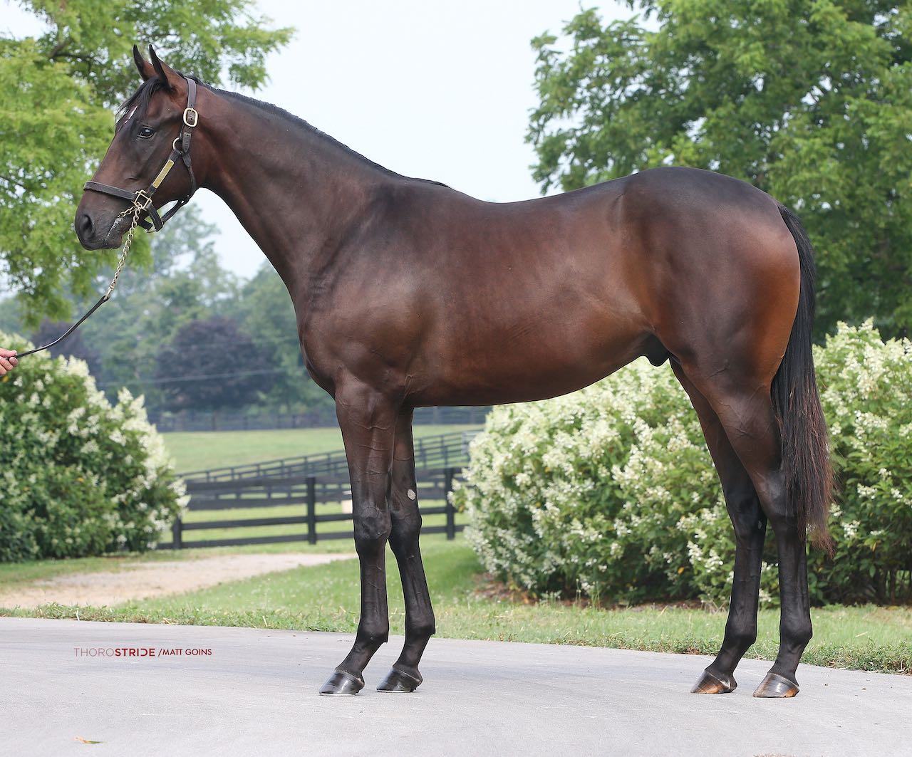 Nation | Eclipse Thoroughbred Partners