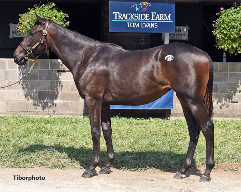 Strut | Eclipse Thoroughbred Partners