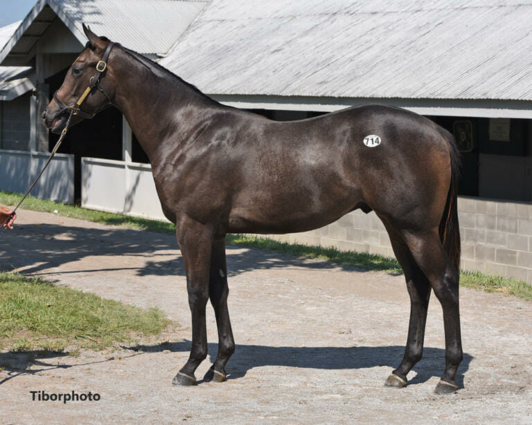 Monument | Eclipse Thoroughbred Partners