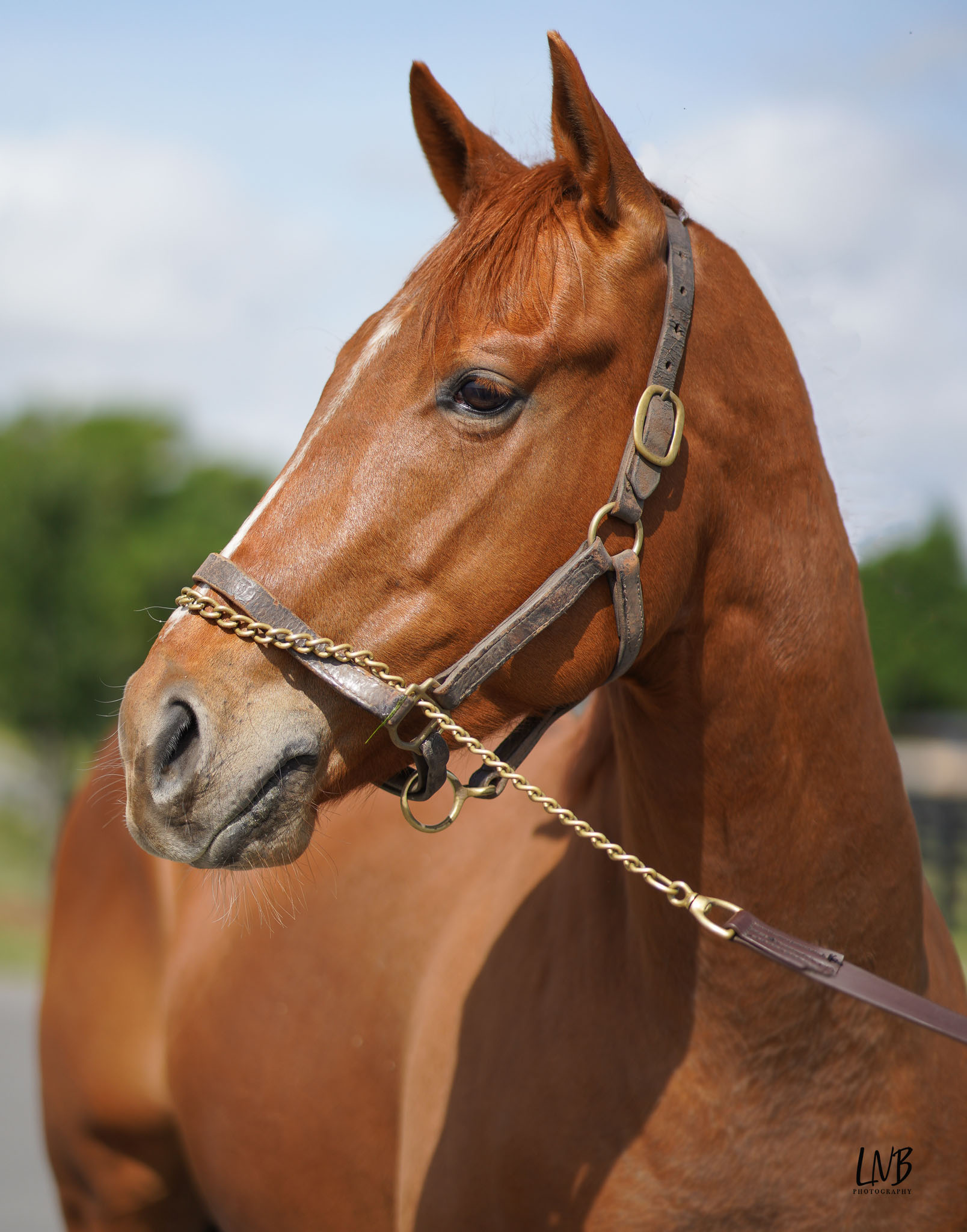 Home | Eclipse Thoroughbred Partners