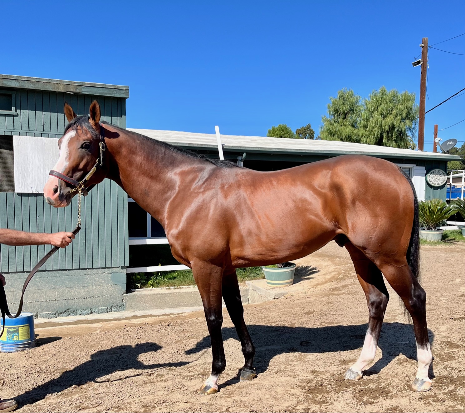 Home | Eclipse Thoroughbred Partners