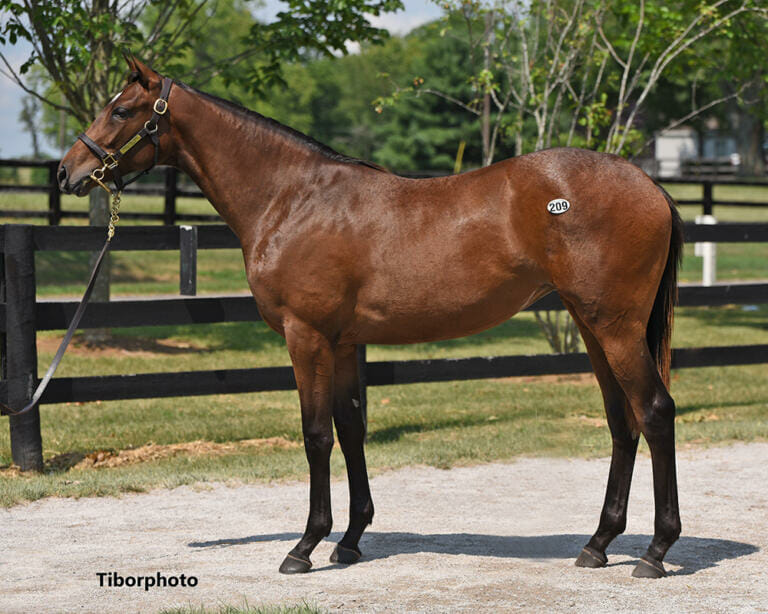 Candied | Eclipse Thoroughbred Partners