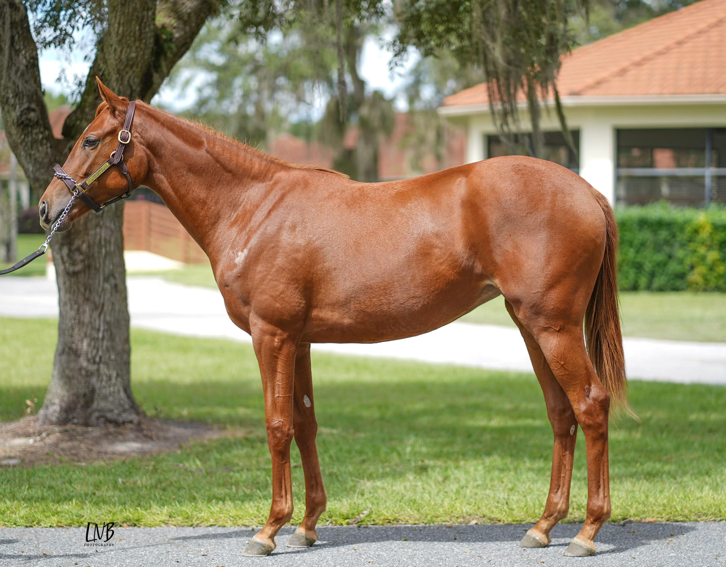 Active | Eclipse Thoroughbred Partners