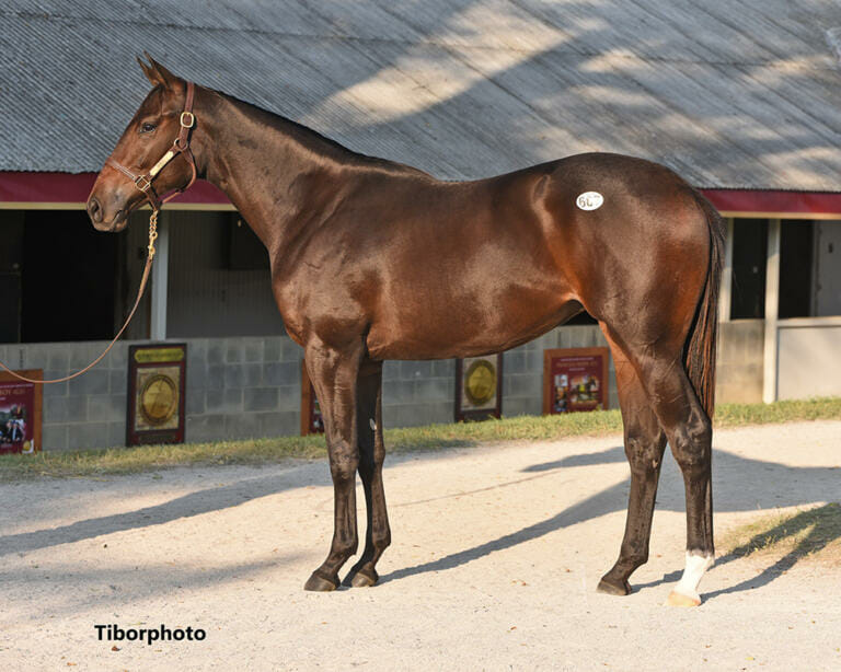 Antenna | Eclipse Thoroughbred Partners