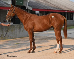 Locked | Eclipse Thoroughbred Partners