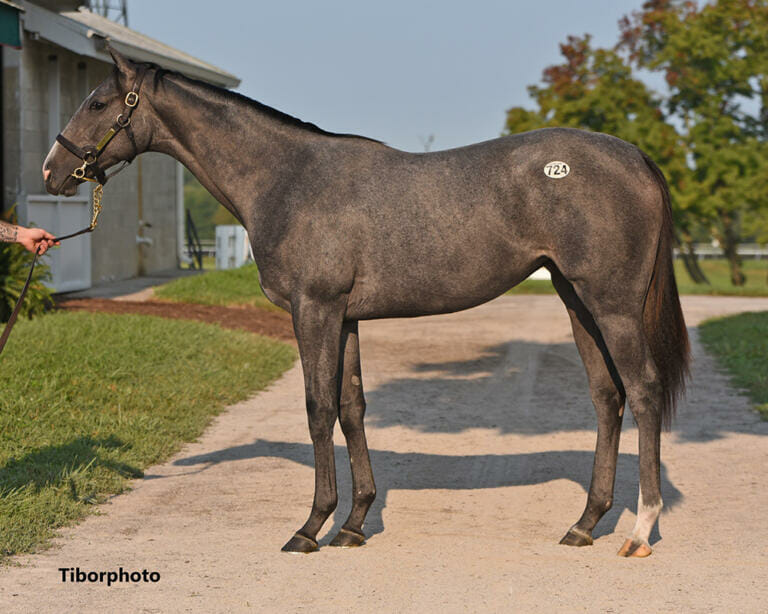 Outspoken | Eclipse Thoroughbred Partners