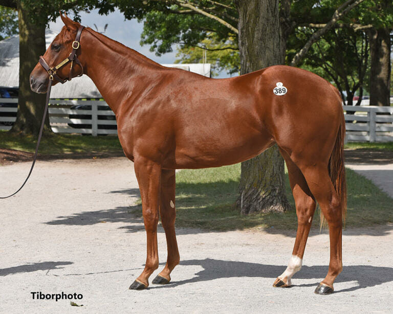 Worship | Eclipse Thoroughbred Partners