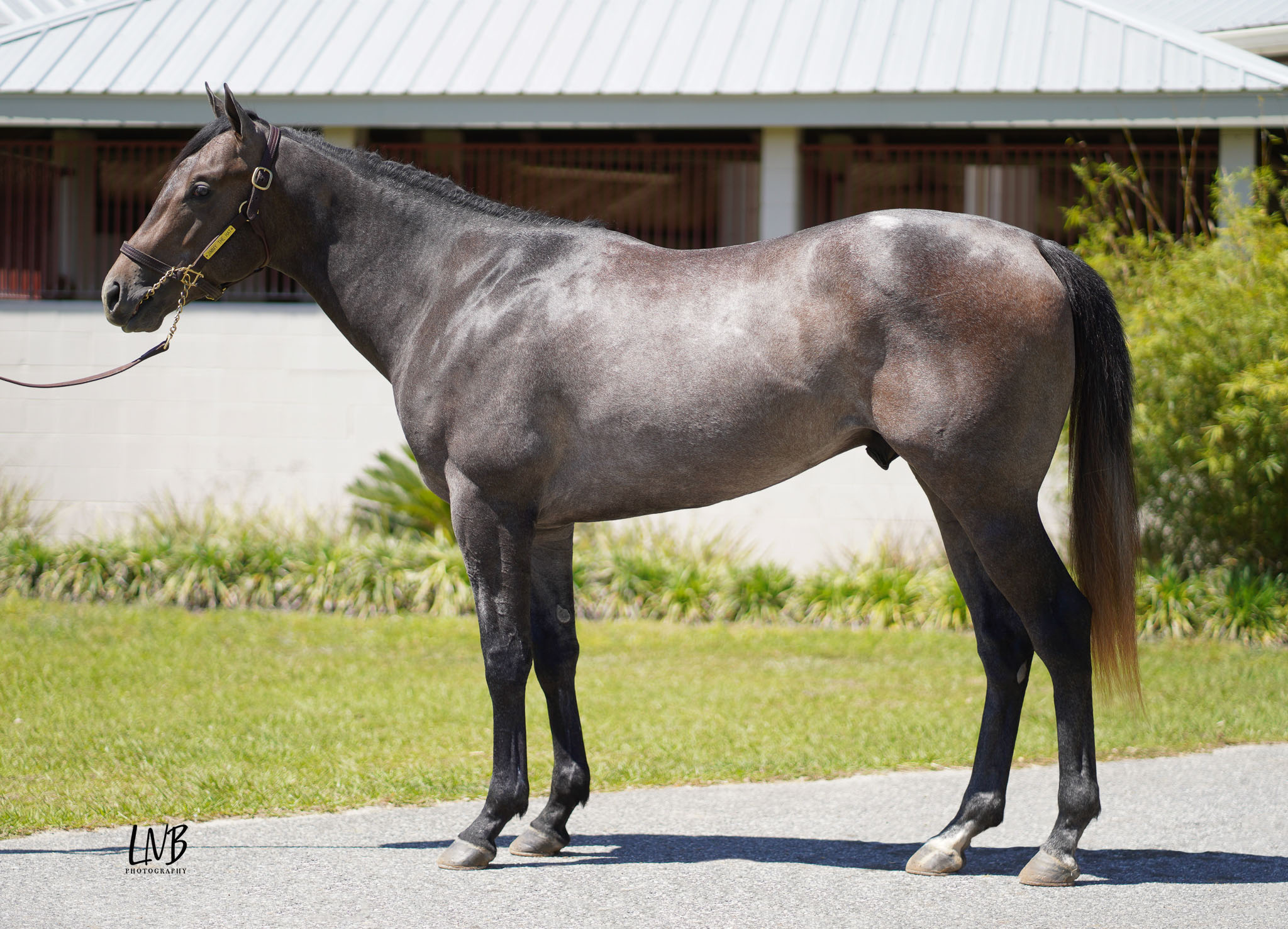 Jimmy the Hat | Eclipse Thoroughbred Partners