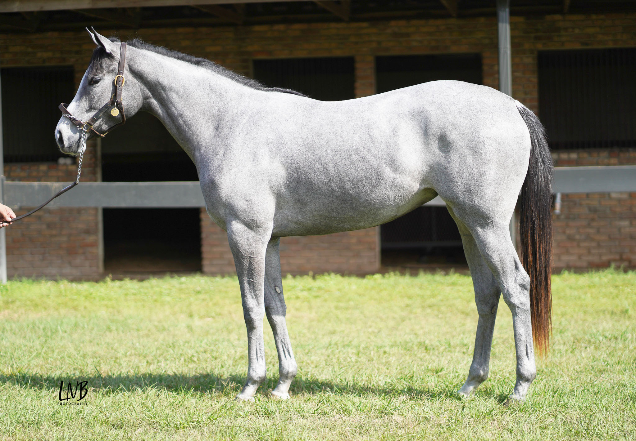 Ladle | Eclipse Thoroughbred Partners