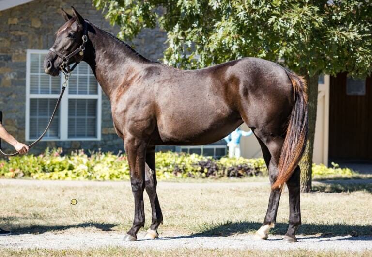 Value Area | Eclipse Thoroughbred Partners