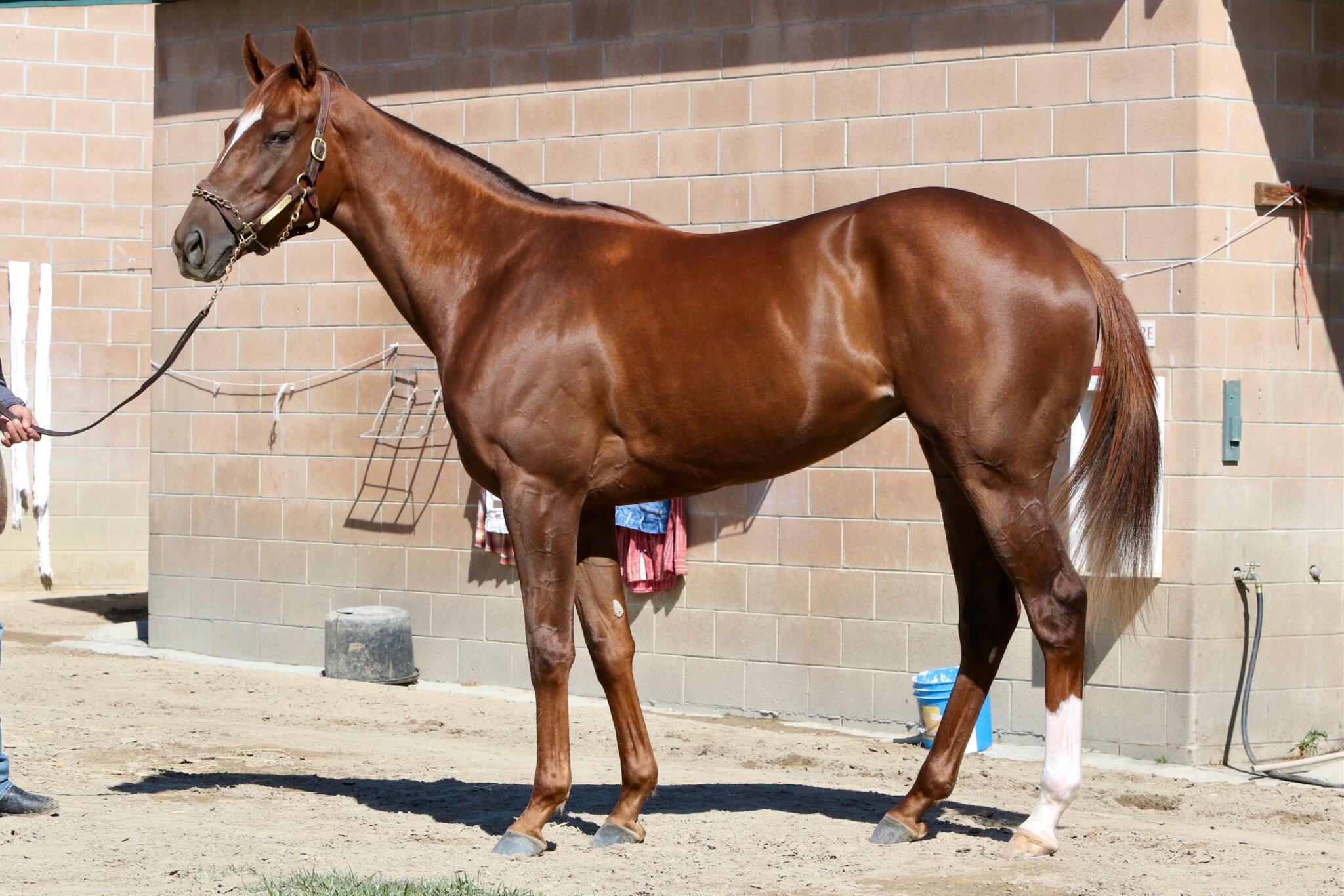 Lily Poo | Eclipse Thoroughbred Partners