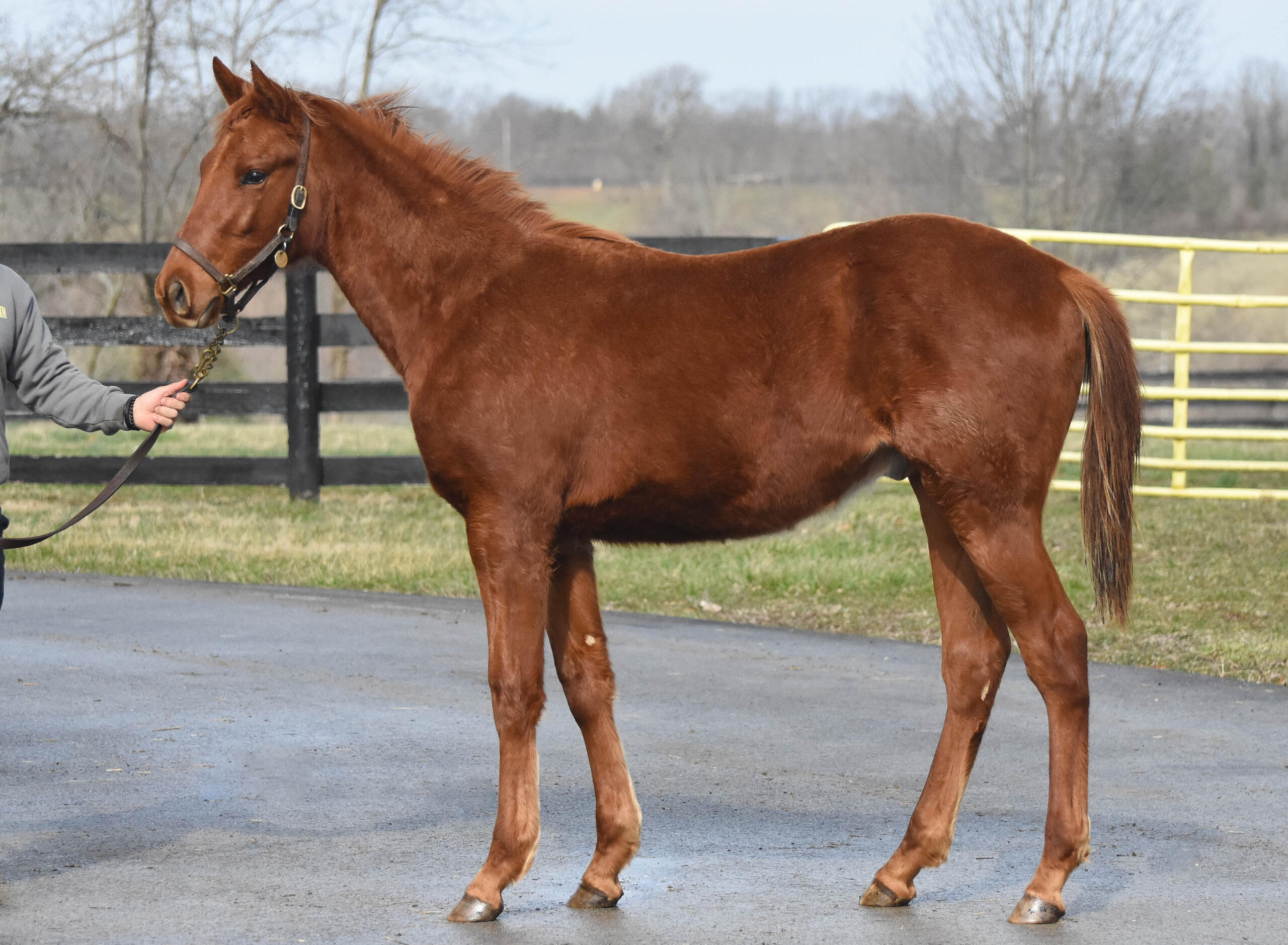 Mr. Sweets | Eclipse Thoroughbred Partners