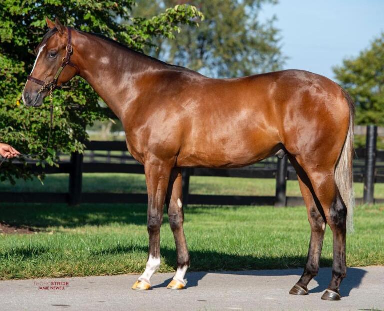 Into Diamonds | Eclipse Thoroughbred Partners