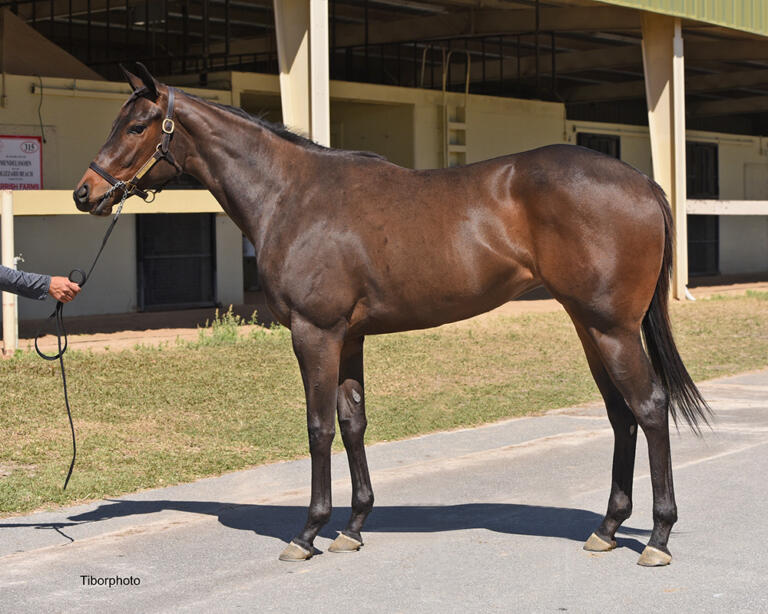 Dusk | Eclipse Thoroughbred Partners