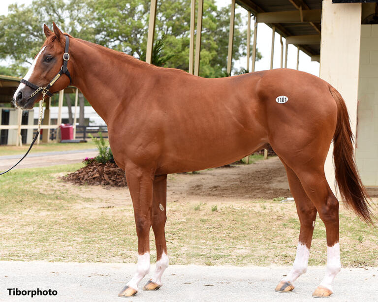 Set | Eclipse Thoroughbred Partners