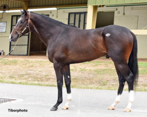 Corruption | Eclipse Thoroughbred Partners