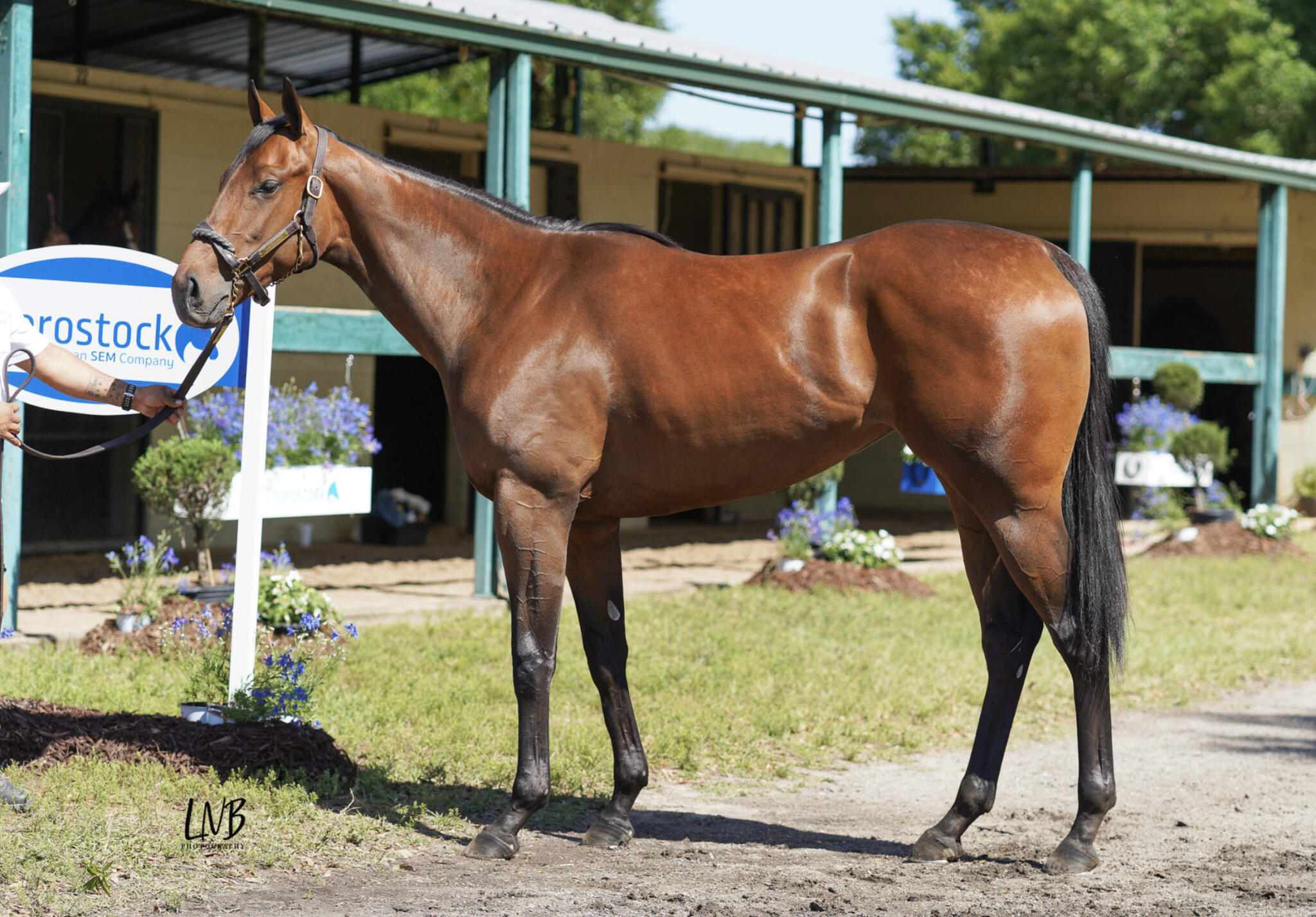 Disposition | Eclipse Thoroughbred Partners