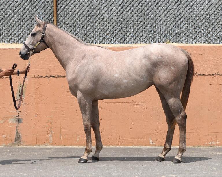 Annulled | Eclipse Thoroughbred Partners