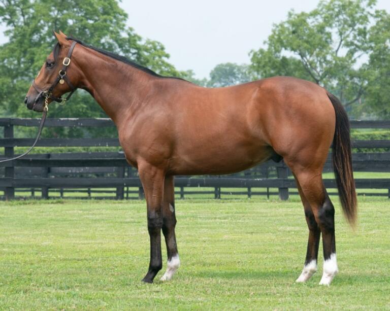 Valentinian | Eclipse Thoroughbred Partners