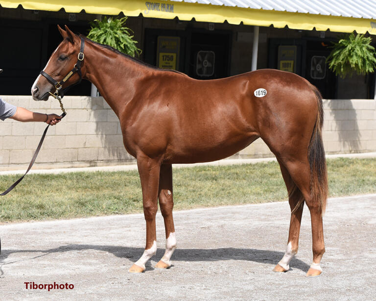 Toodles | Eclipse Thoroughbred Partners