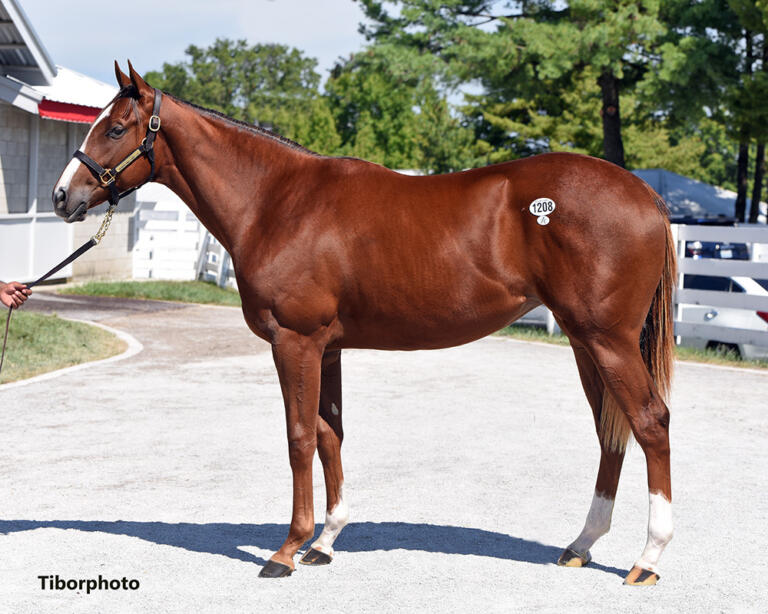 Hysterics | Eclipse Thoroughbred Partners