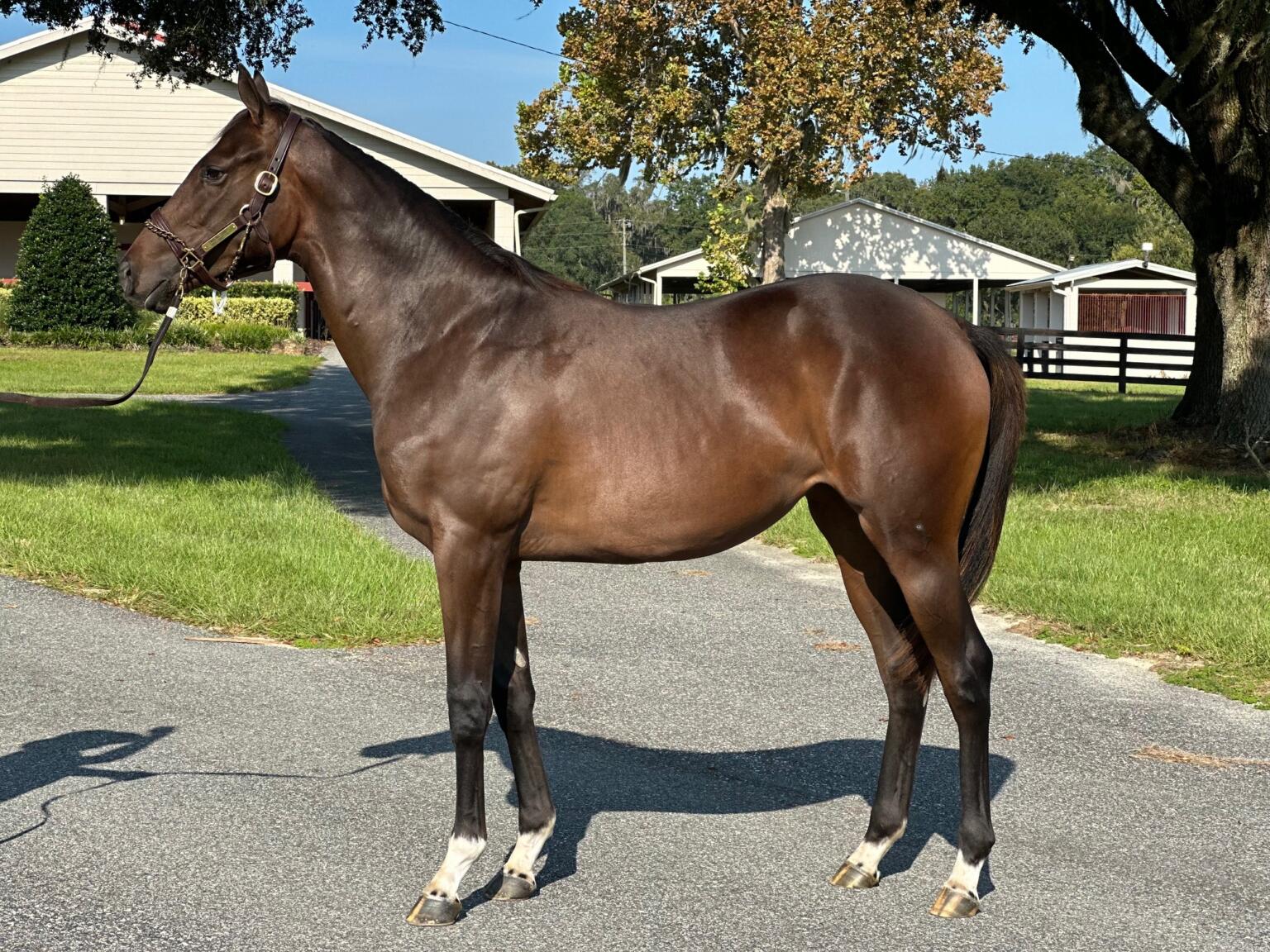 Gum | Eclipse Thoroughbred Partners