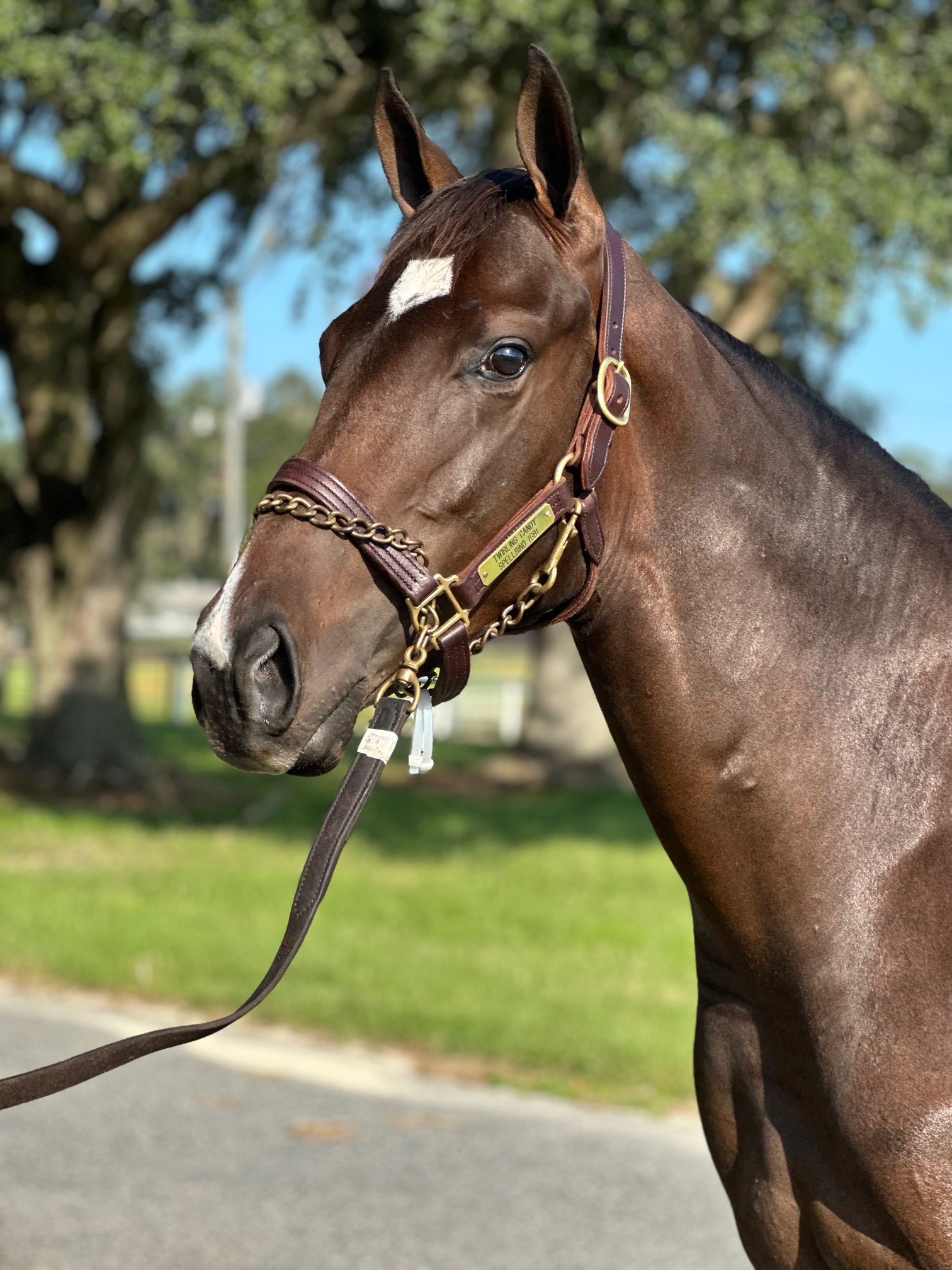 Home | Eclipse Thoroughbred Partners