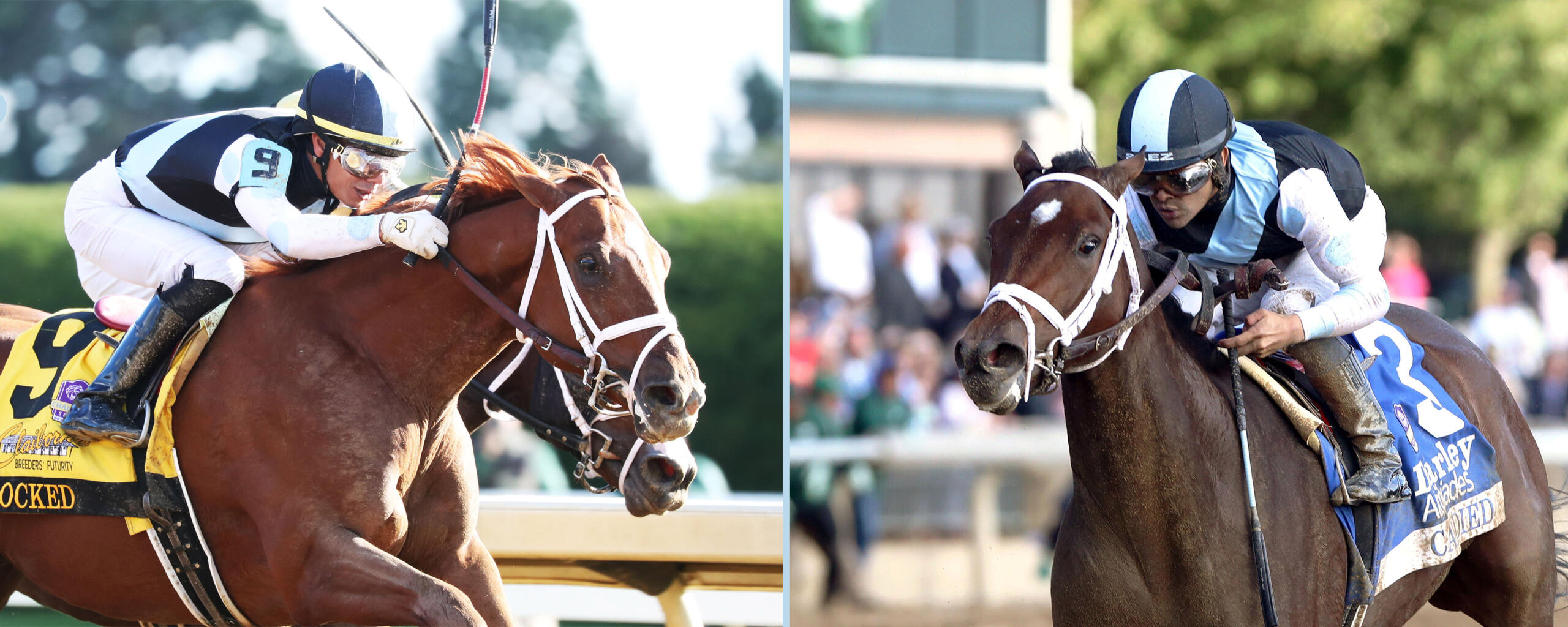 Eclipse Honored With 2 Eclipse Award Nominees: Candied & Locked | Eclipse Thoroughbred Partners
