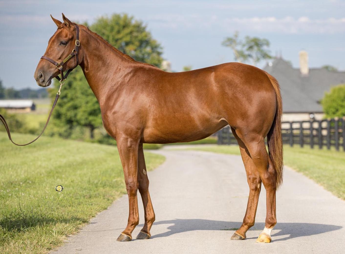 Tellus Mater Eclipse Thoroughbred Partners