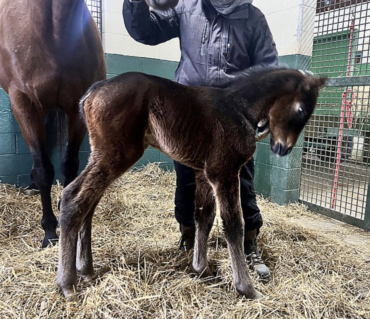 Aloha West's First Foal a Machmer Hall Farm-Born Colt | Eclipse ...
